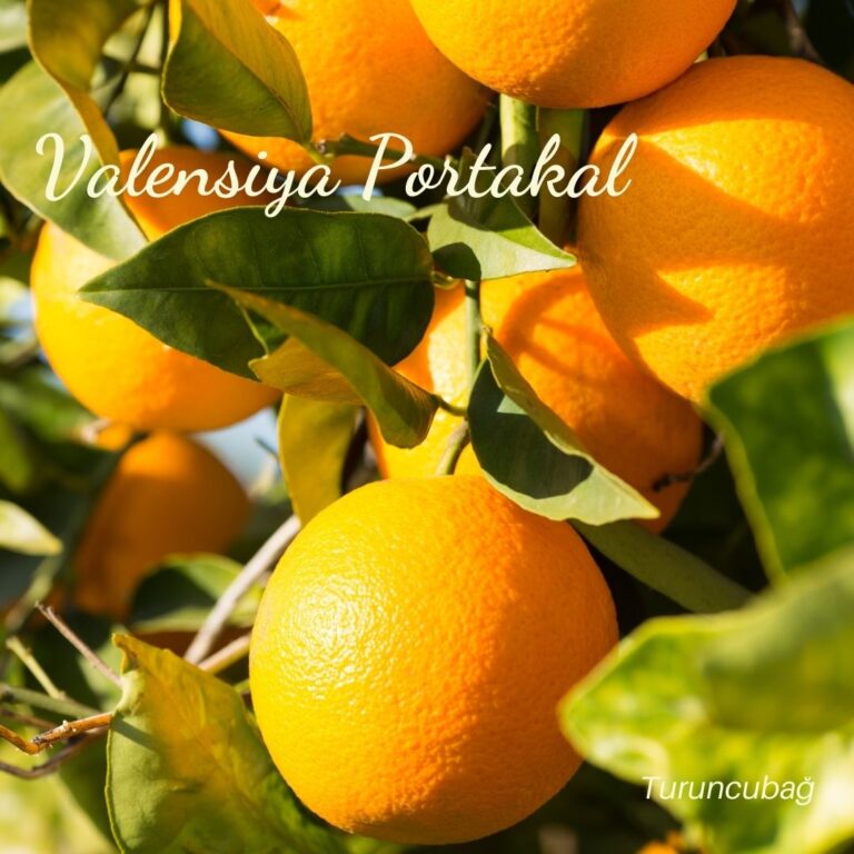 Valensiya Portakal 11,5 KG - Turuncubag.com